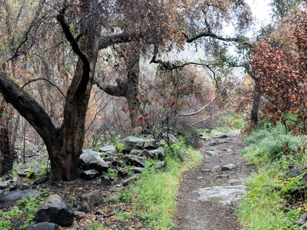 The Pines – Peakish Hikers