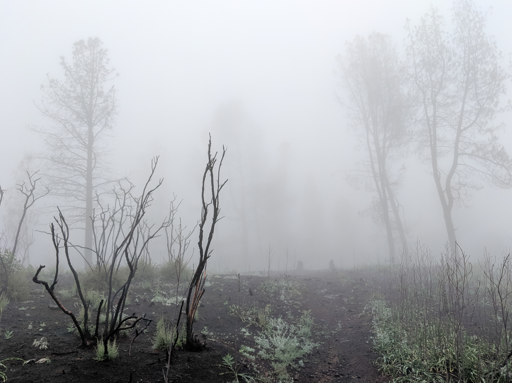 The Pines – Peakish Hikers