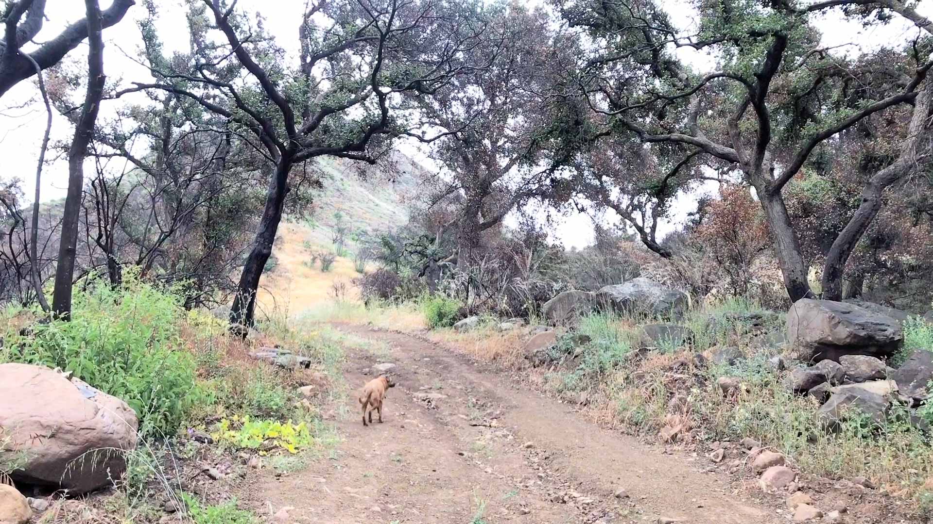 Cozy Dell – Peakish Hikers